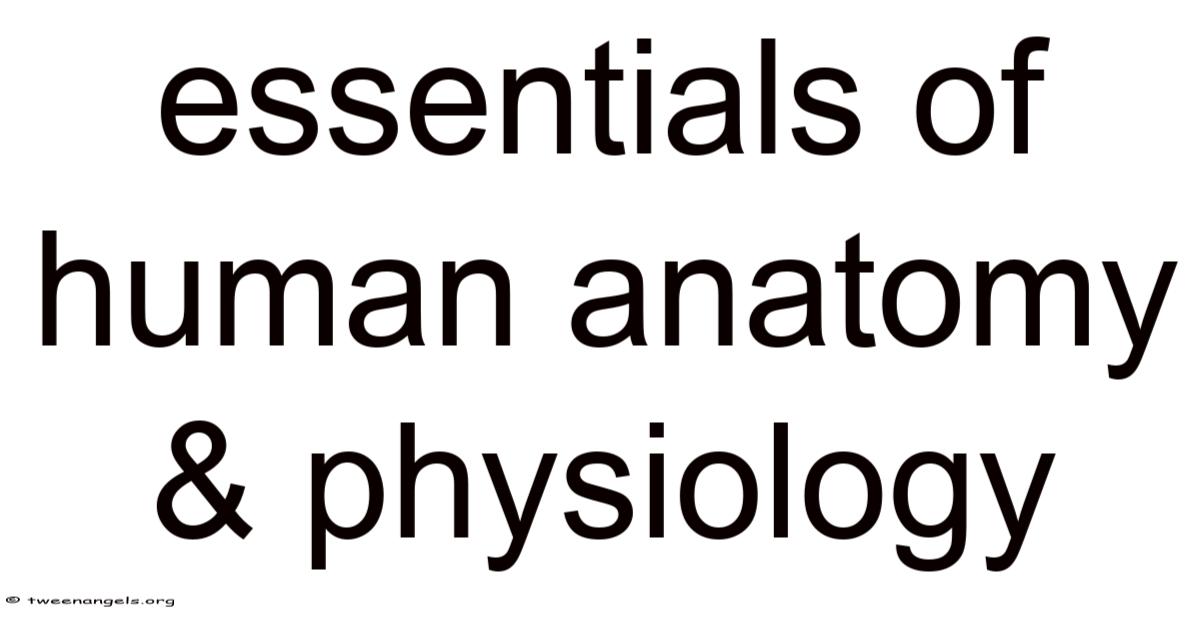 Essentials Of Human Anatomy & Physiology